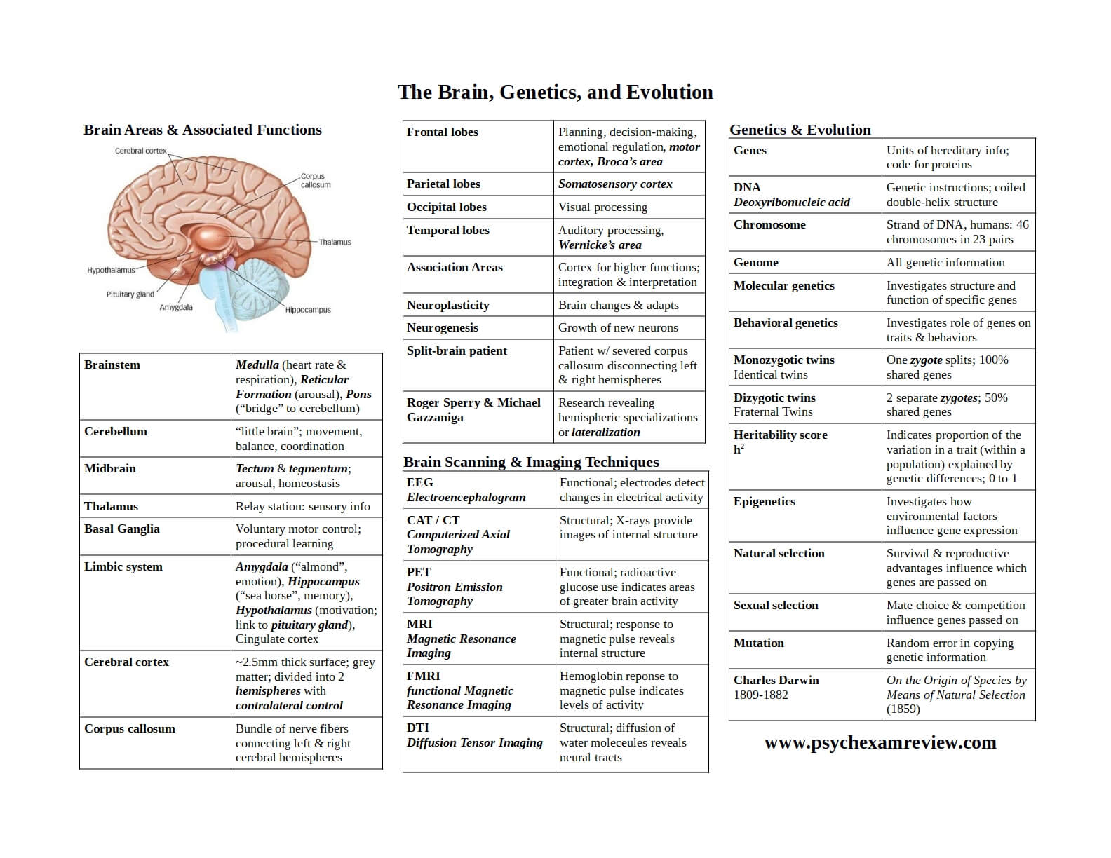 The Brain, Genetics, & Evolution Knowledge Organizer | Psych Exam Review