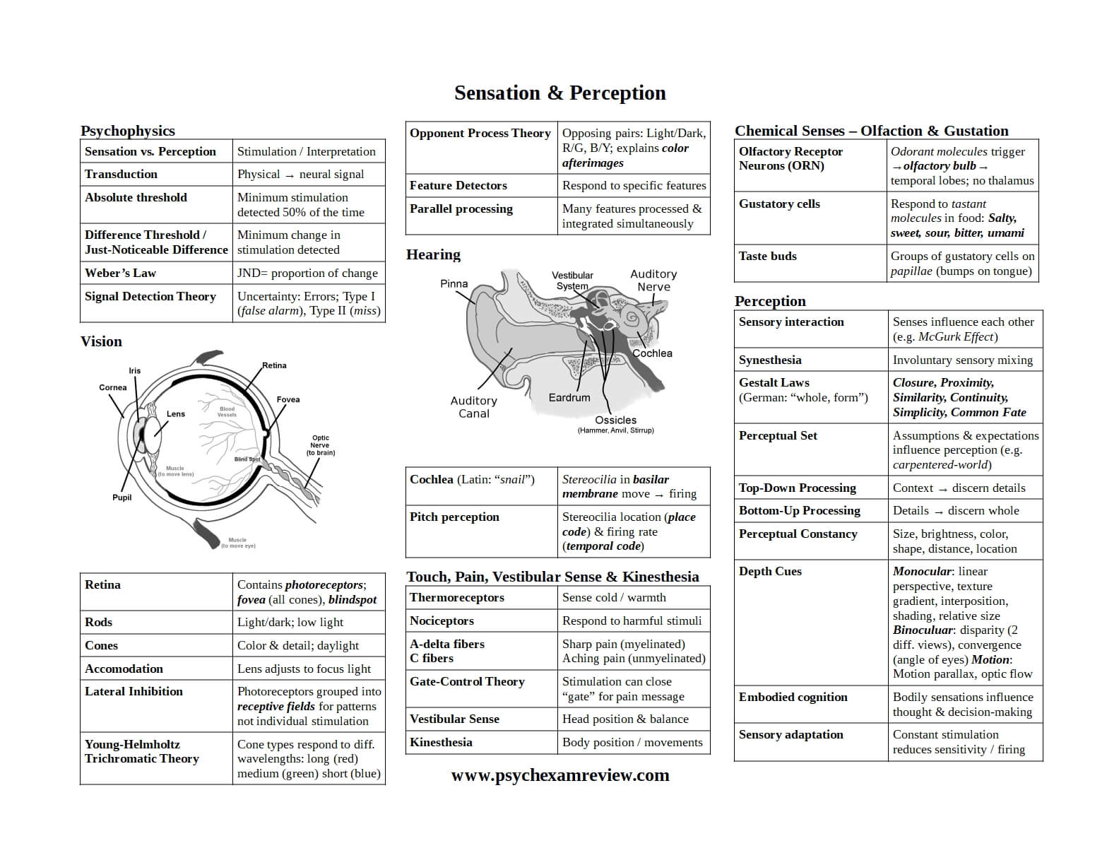 Sensation & Perception Knowledge Organizer | Psych Exam Review